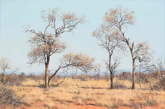 Bushveld Landscape with Trees by Francois Koch | Strauss & Co