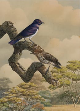 Plum-Coloured Starling, Cinnyricinclus leucogaster by Simon Calburn ...