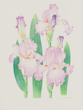 Star crest (Iris) by Barbara Jeppe | Strauss & Co