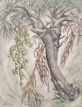 Ilala Palm (Hyphaene coriacea) by Barbara Tyrrell | Strauss & Co