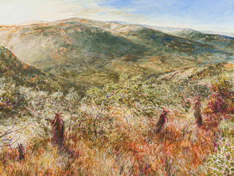 Hilton College Estate – Winter Aloes by Scott Bredin | Strauss & Co