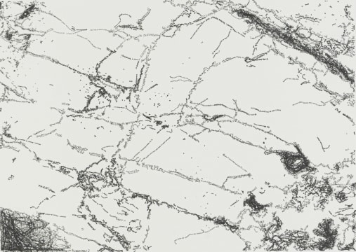 Formication by Willem Boshoff | Strauss & Co