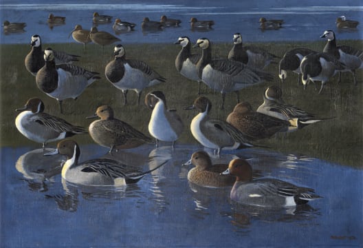 Wildfowl by Sir Peter Markham Scott | Strauss & Co