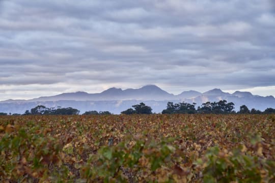 2021 Silver Linings Red 36 (6 x 6) 750ml by Erika Obermeyer Wines ...