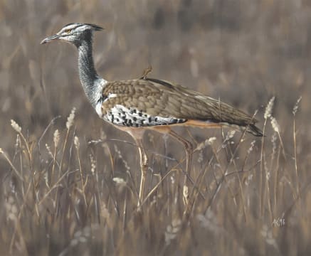 Kori Bustard by Angela Key | Strauss & Co