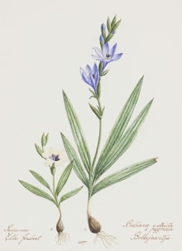 Iridaceae Babiana Bobbejaantjie: Stricta and Pygmaea by Elbé Joubert ...