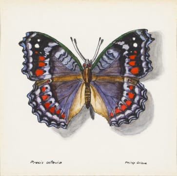 Precis octavis (Gaudy Commodore Butterfly) Artwork by Phillip Grieve ...