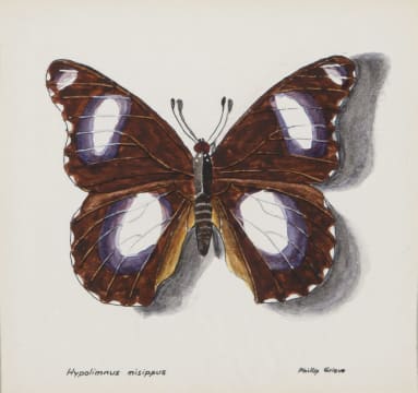 Hypolimnus misippus (Danaid Eggfly Butterfly) Artwork by Phillip Grieve ...