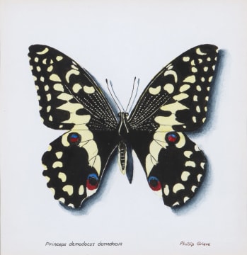 Princeps demodocus demodocus (Citrus Swallowtail Butterfly) Artwork by ...