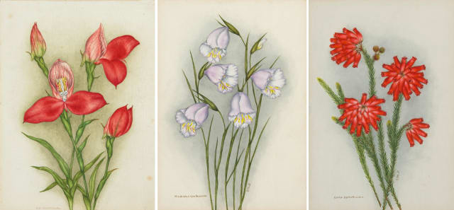 Gladiolus Spathaceus, three by Erica Cerinthoides by Disa Grandiflora ...
