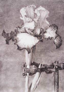 Iris II (In Clamp) by William Kentridge | Strauss & Co