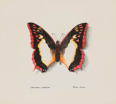Charaxes Protoclea (Flame-bordered Emporer) by Phillip Grieve | Strauss ...