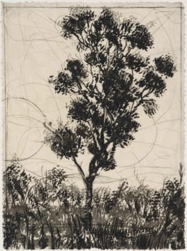 Bushveld Tree by William Kentridge | Strauss & Co