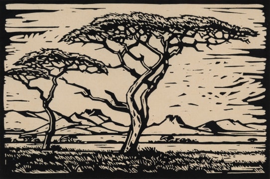 Doringboom, Rustenburg Tvl (Thorn Tree, Rustenburg) (Nilant 90) by ...