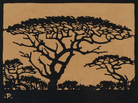 Doringboom, Rustenburg Tvl (Thorn Tree, Rustenburg Transvaal) (Nilant ...