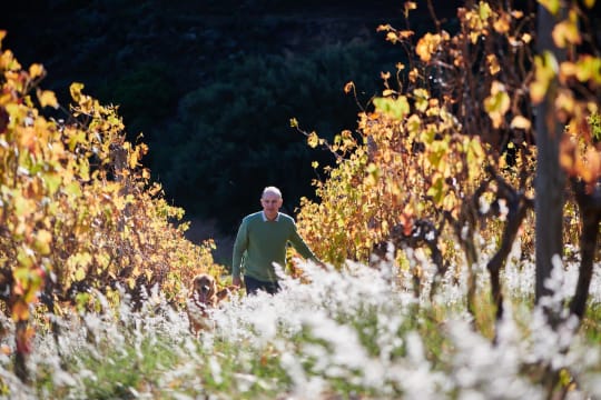 2024 Chenin Blanc S16 36 (6 x 6) 750ml by De Trafford | Strauss & Co