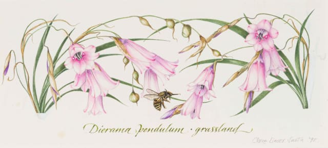 Dierama Pendulum, Grassland by Claire Linder-Smith | Strauss & Co