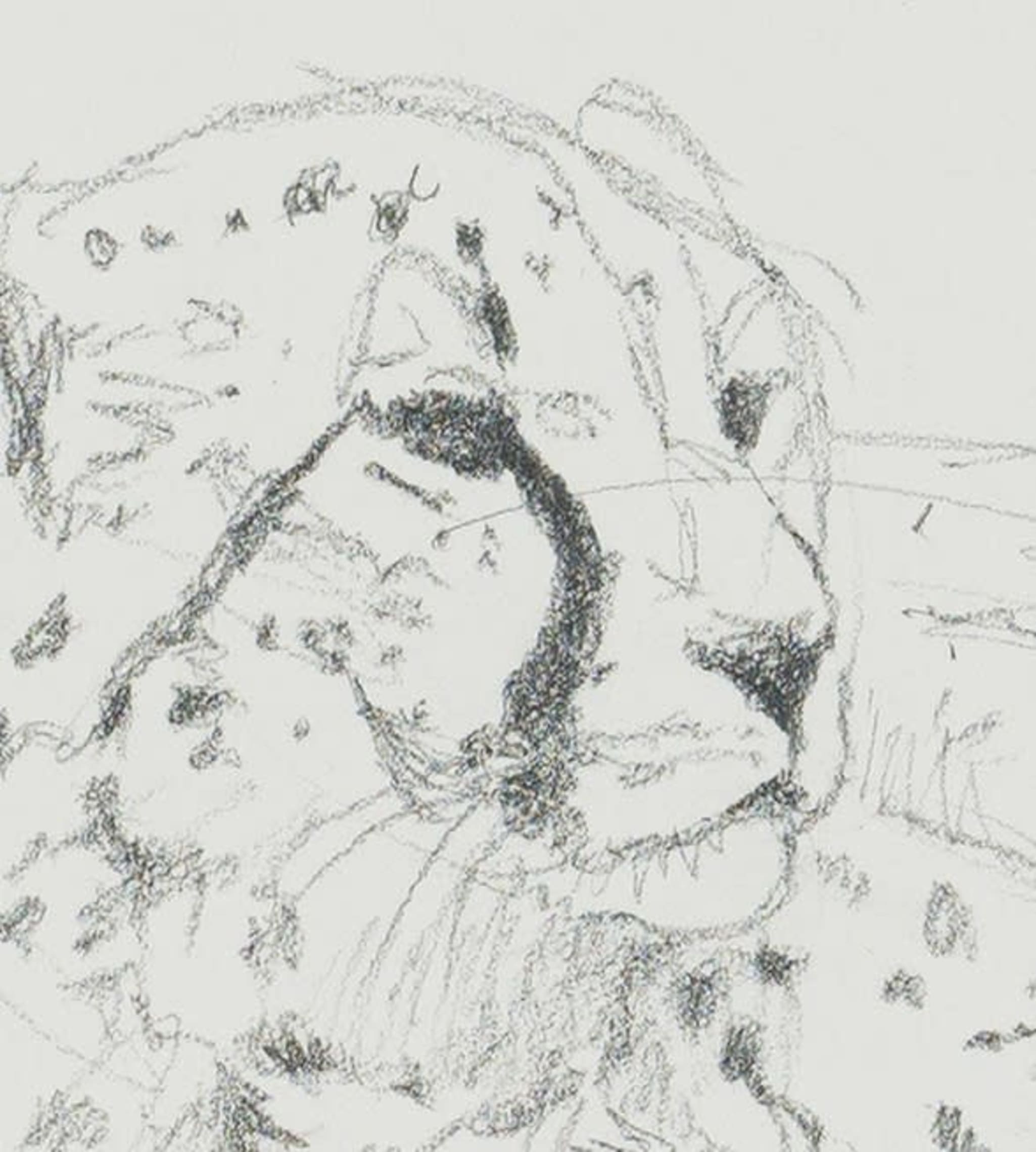 Cheetah by Paul Bosman | Strauss & Co