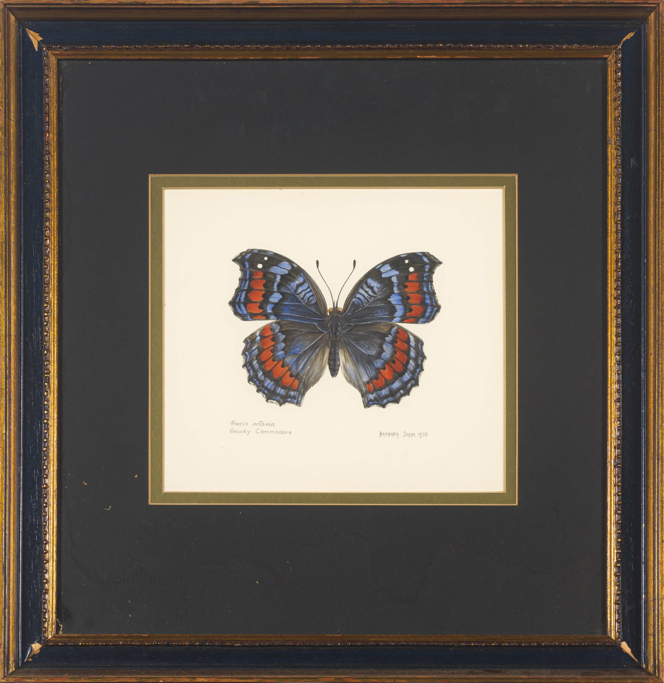 Precis octavia Gaudy Commodore by Barbara Jeppe | Strauss & Co