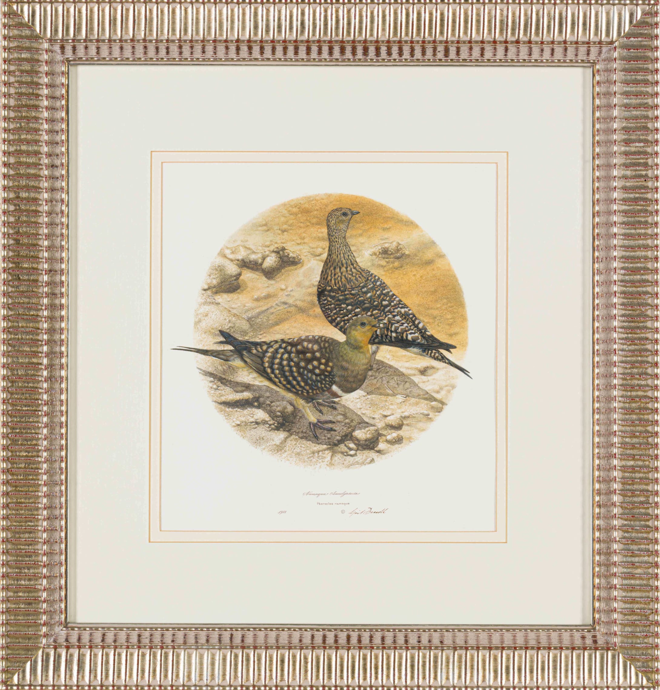 Namaqua Sandgrouse by Gail Denise Darroll | Strauss & Co