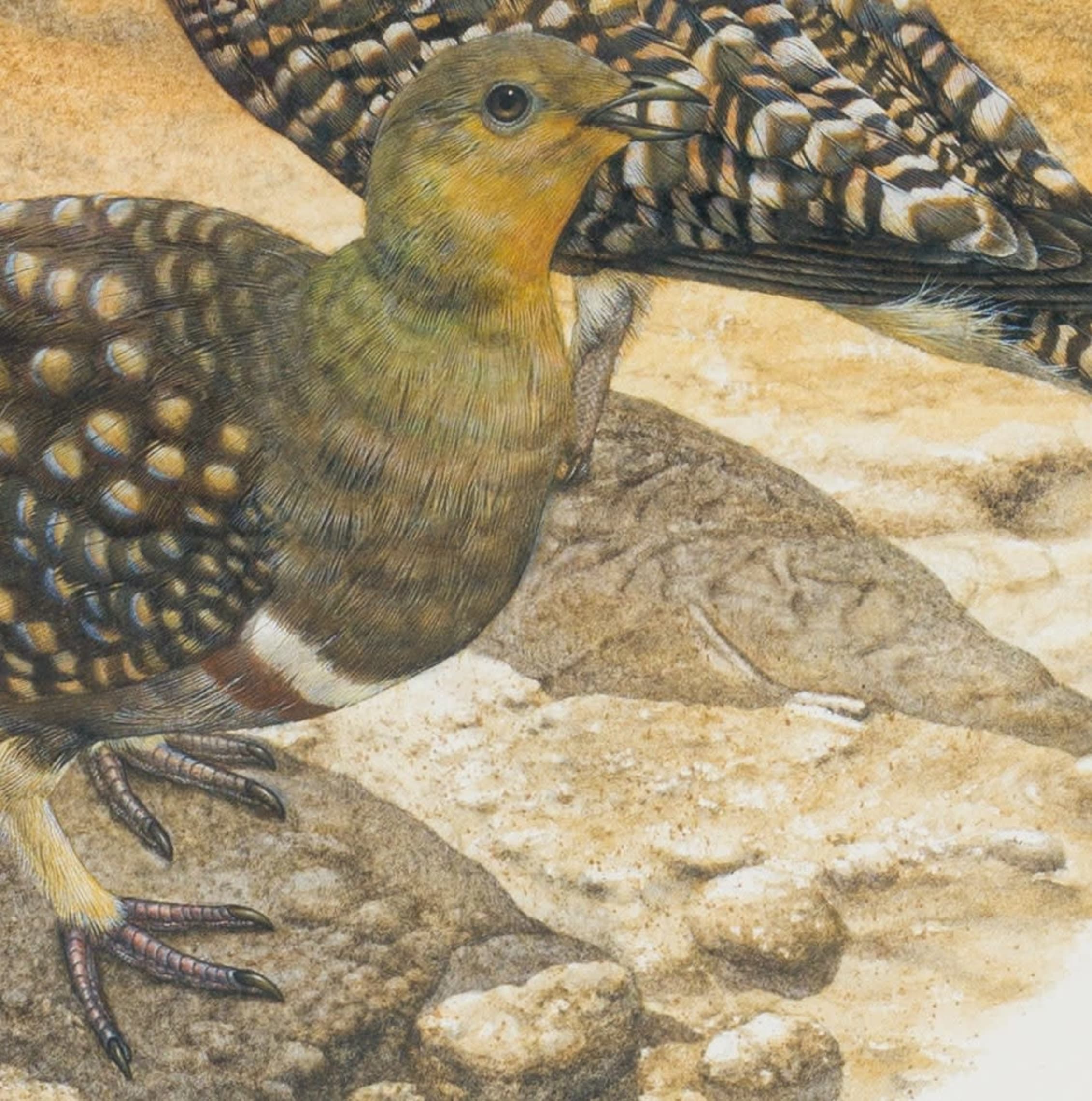 Namaqua Sandgrouse by Gail Denise Darroll | Strauss & Co