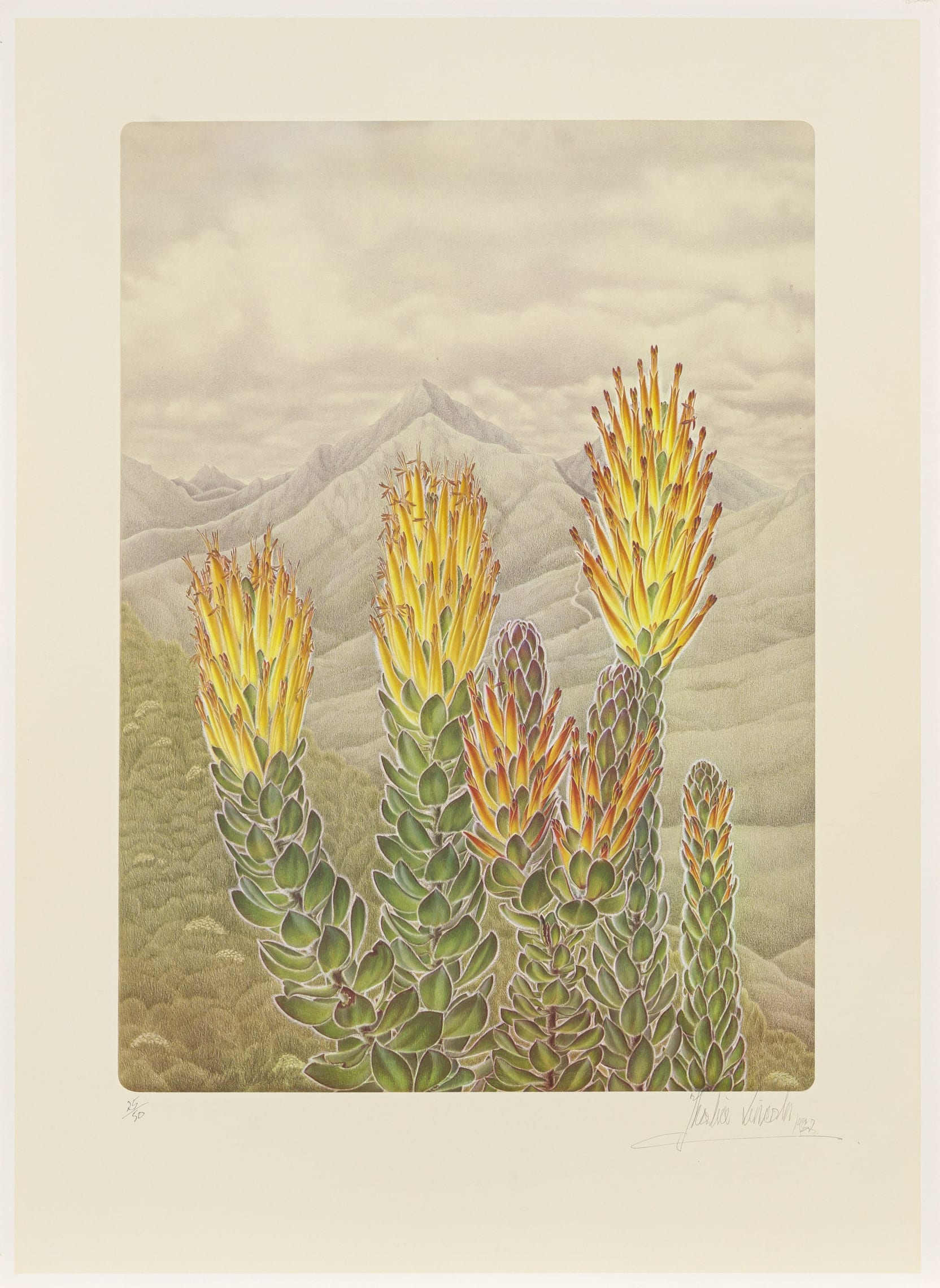 Mimetes: An Illustrated Account of Mimetes Salisbury and Orothamnus ...