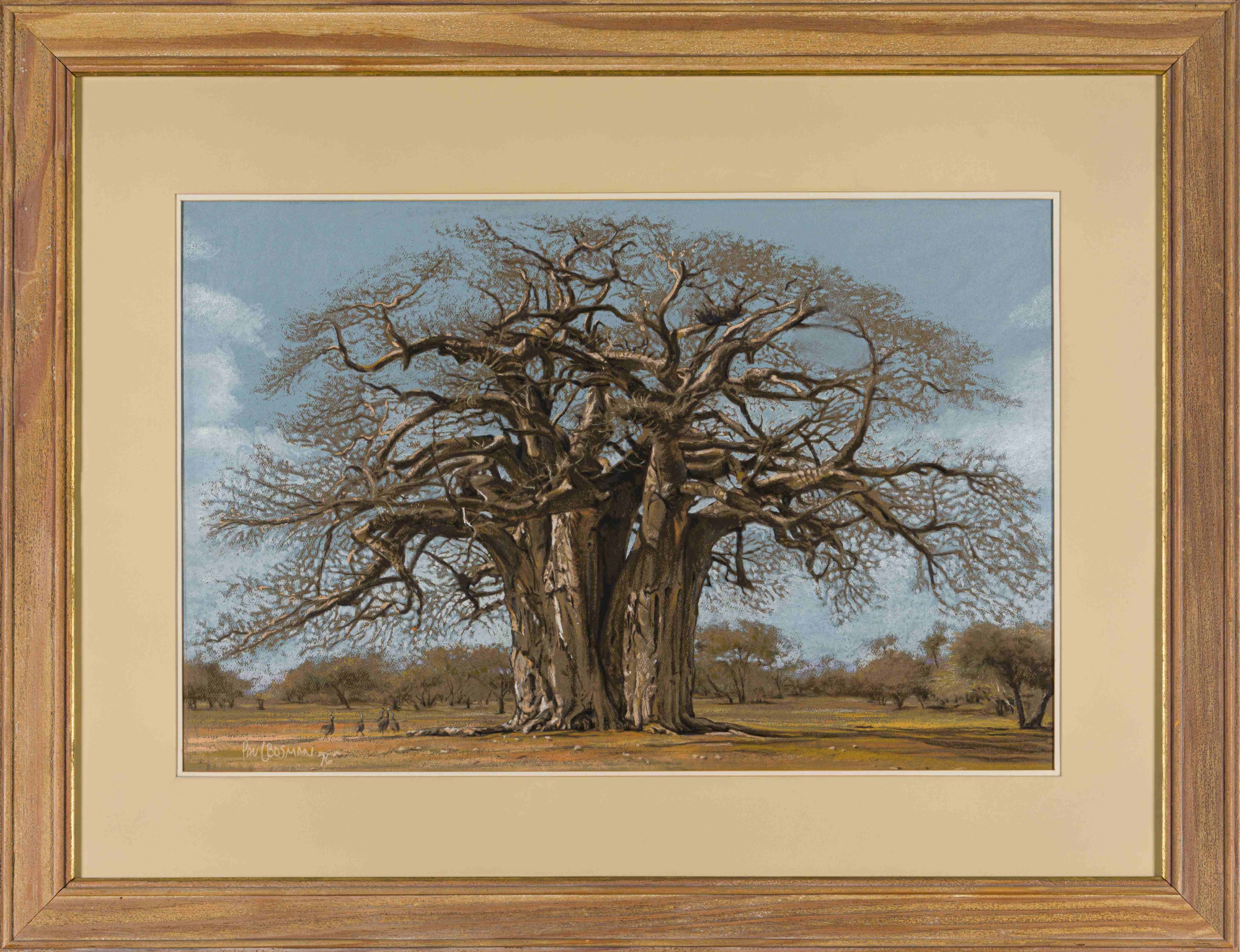 Baobab by Paul Bosman | Strauss & Co