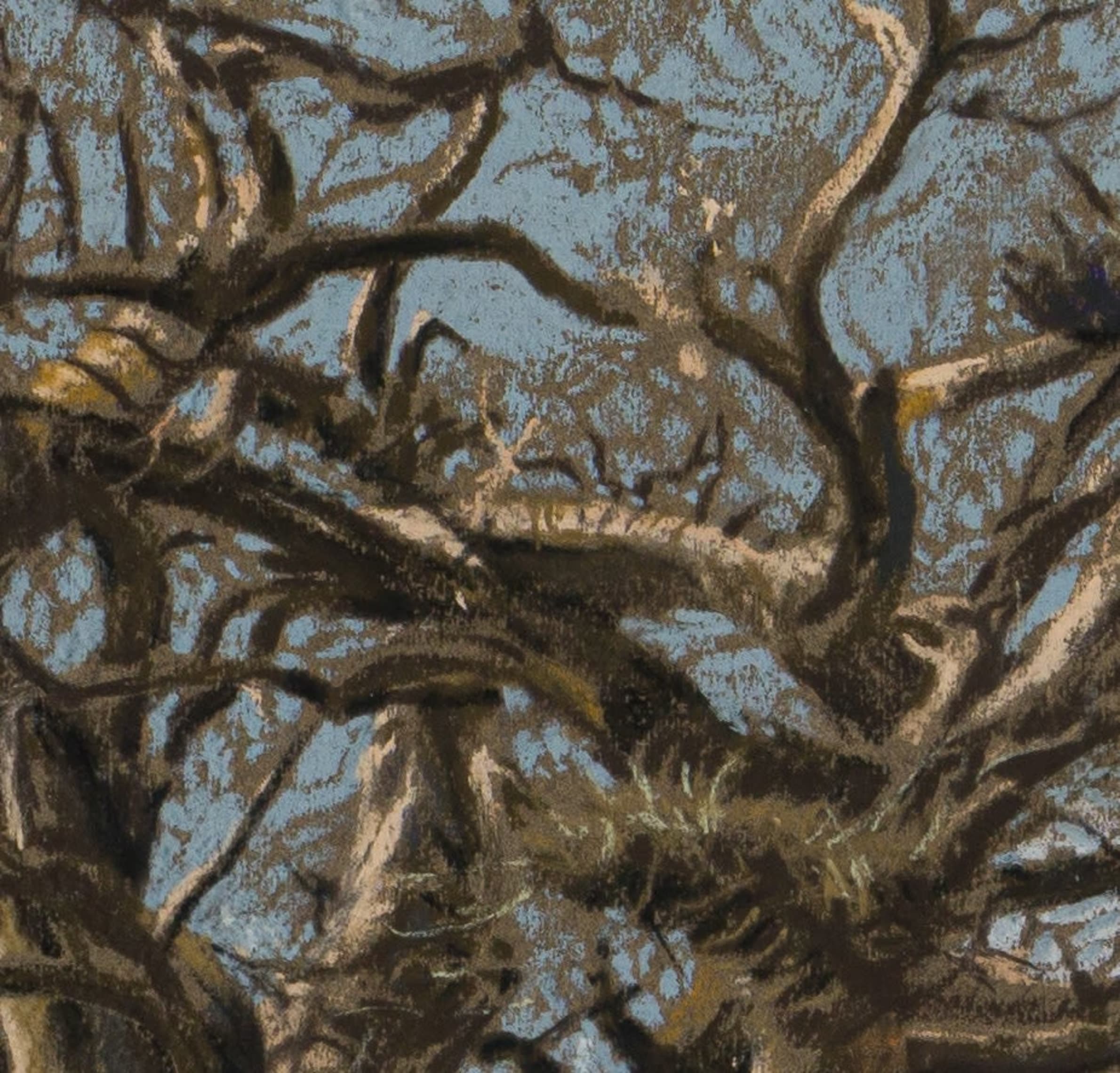 Baobab by Paul Bosman | Strauss & Co