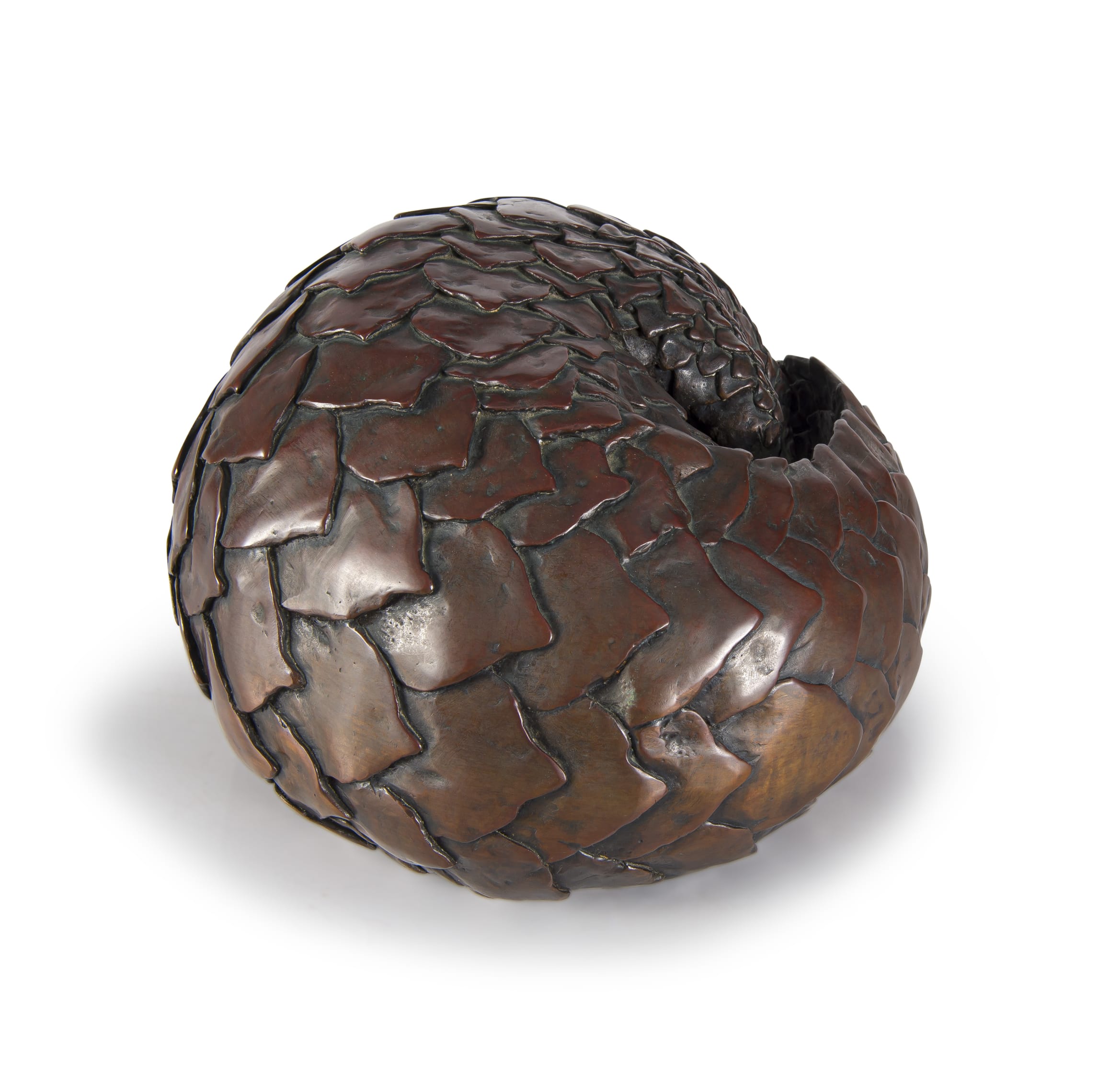 Pangolin sleeping by Bridget Randall | Strauss & Co