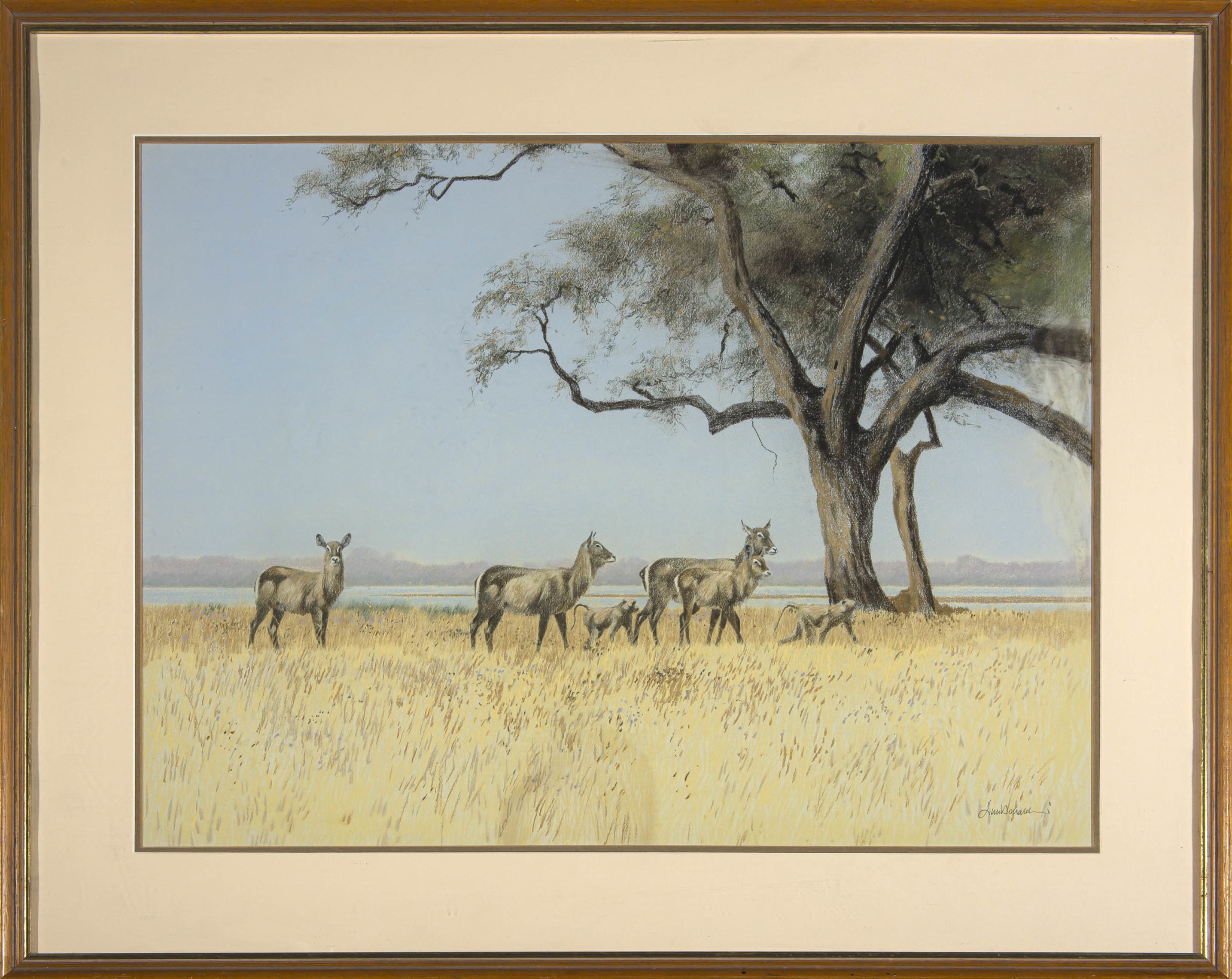 Waterbuck and Baboons by Kim Donaldson | Strauss & Co