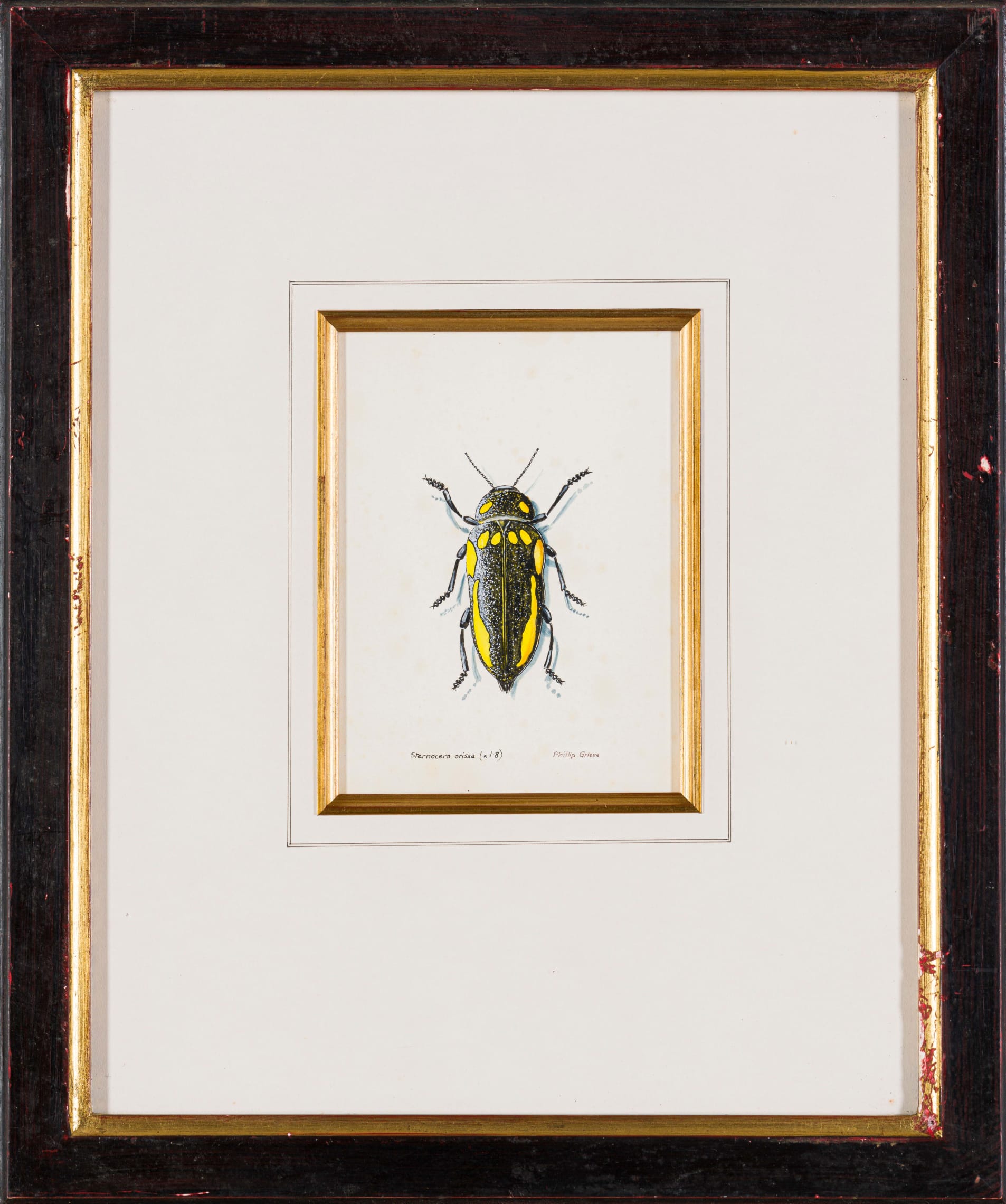 Sternocera Orissa (x1.8), Cheilomenes Lunata (x11) (African Ladybird ...