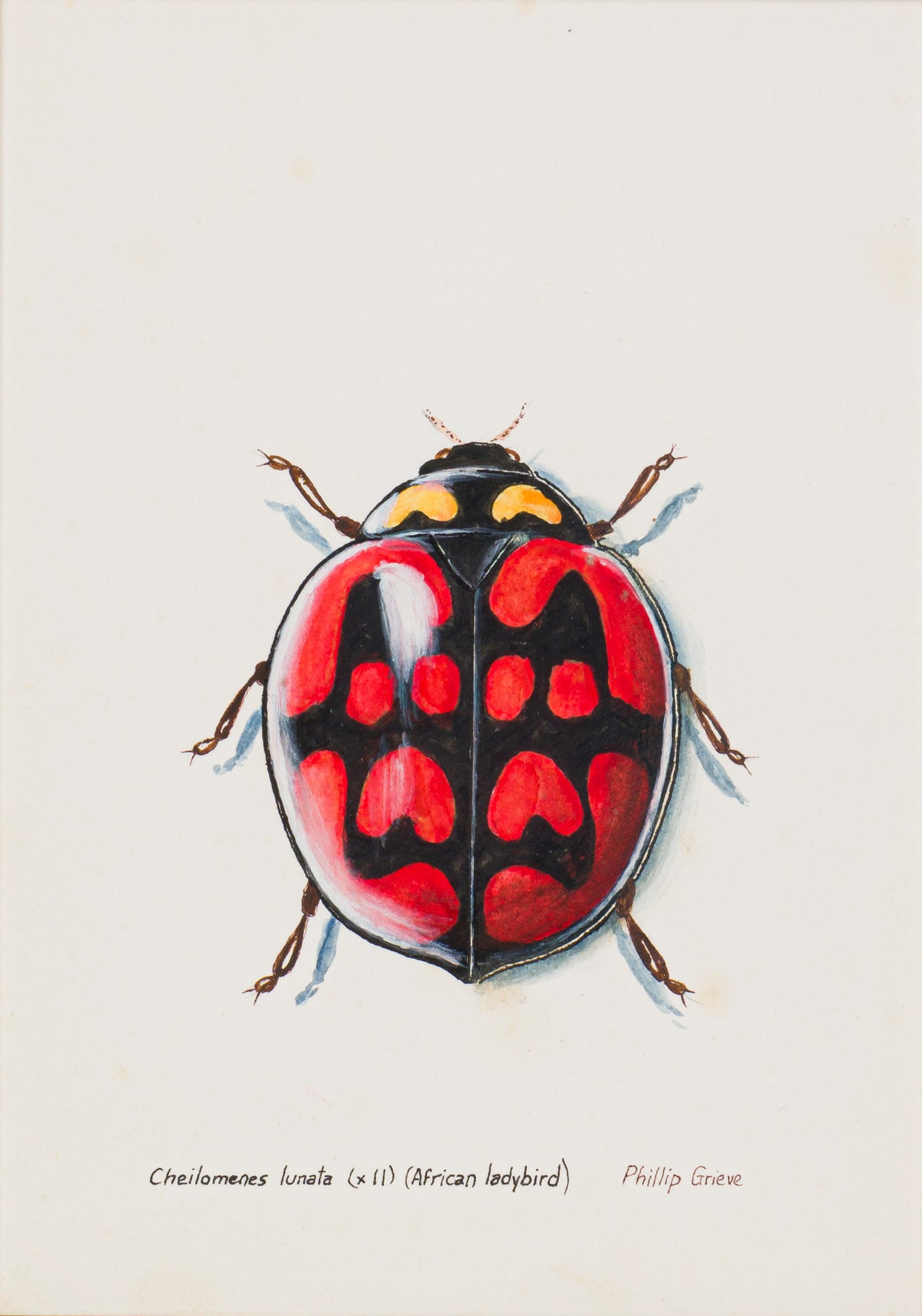 Sternocera Orissa (x1.8), Cheilomenes Lunata (x11) (African Ladybird ...