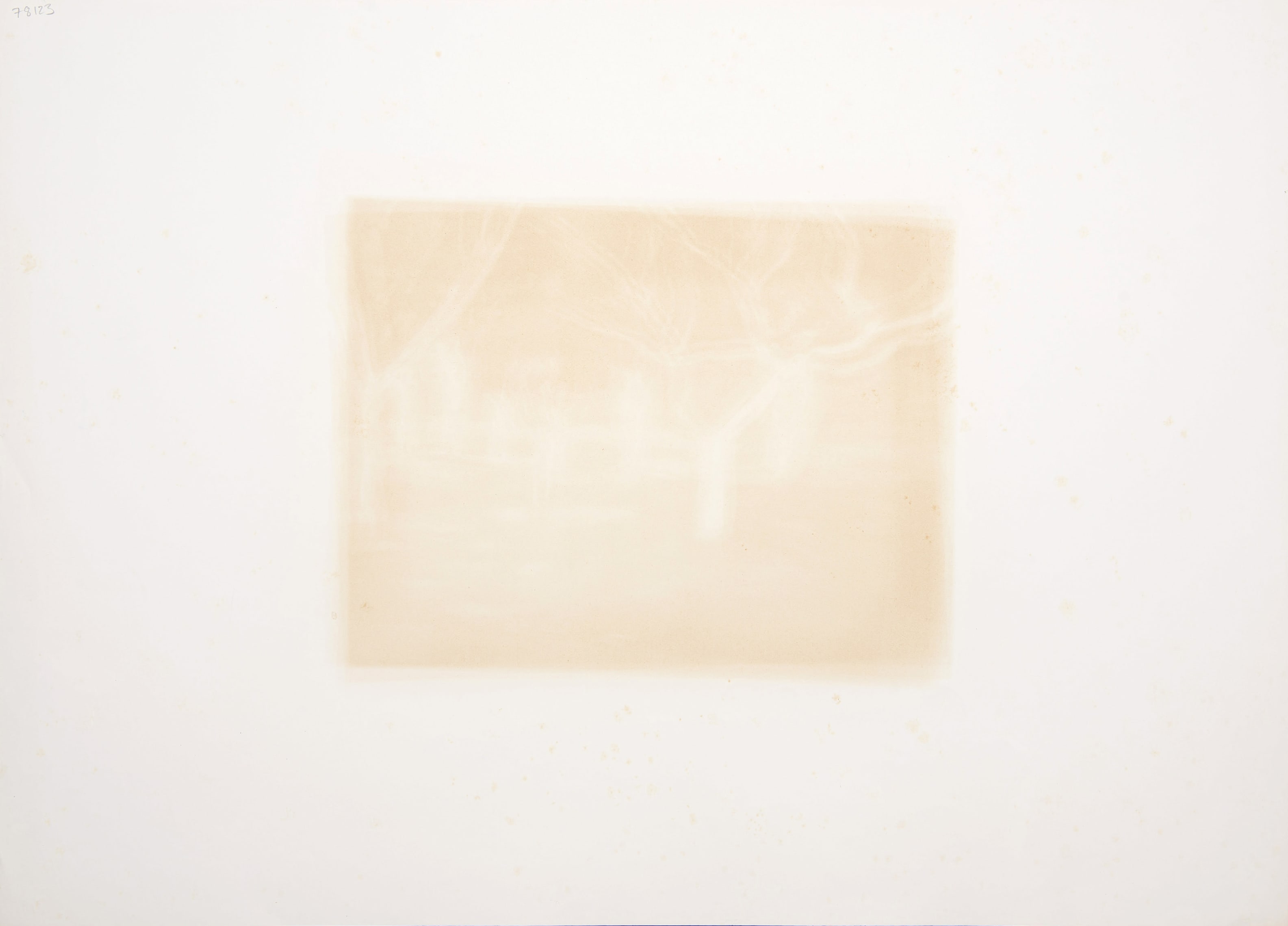 Poplars by Alice Goldin | Strauss & Co