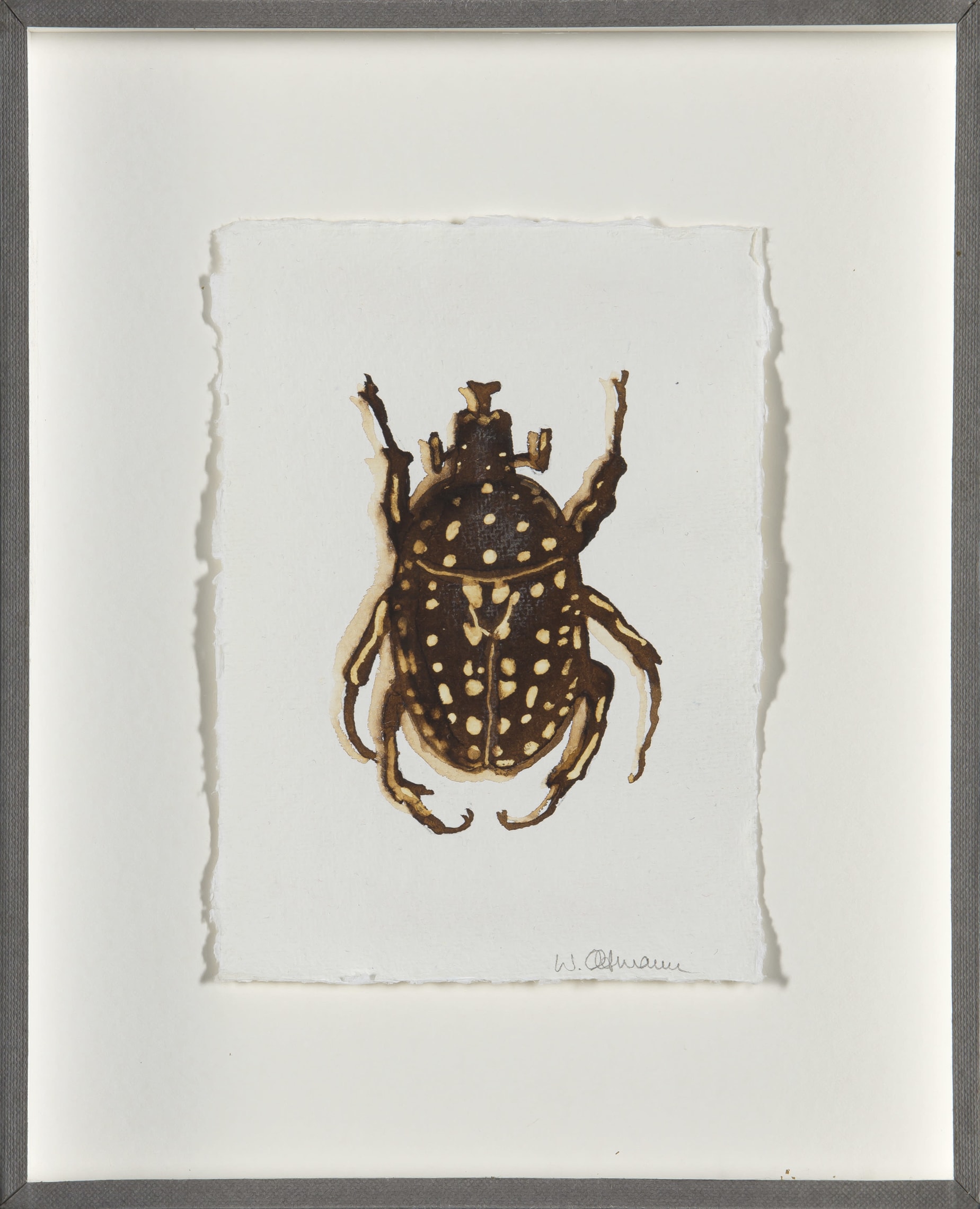 Beetle by Walter Oltmann | Strauss & Co