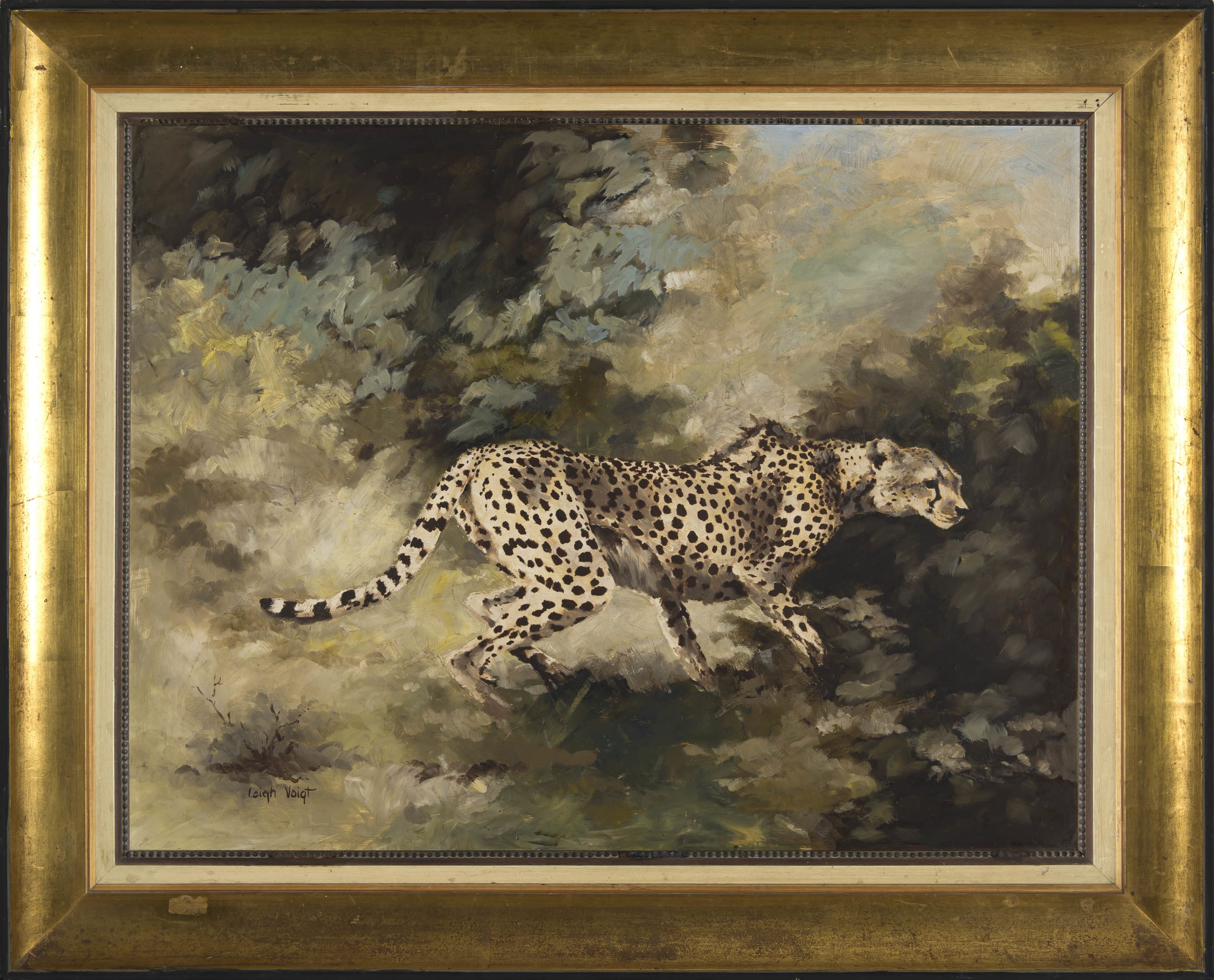 Cheetah by Leigh Voigt | Strauss & Co