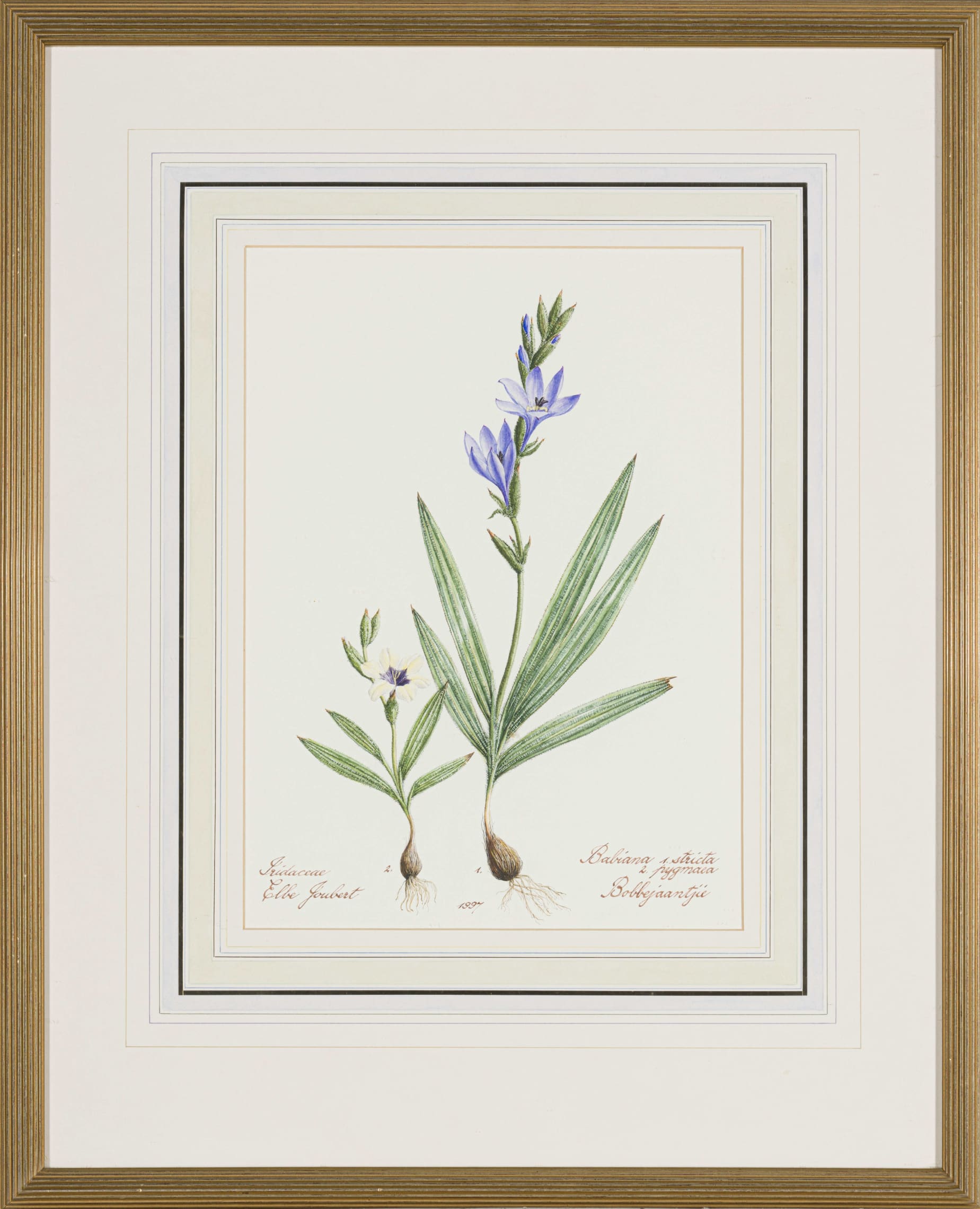 Iridaceae Babiana Bobbejaantjie: Stricta and Pygmaea by Elbé Joubert ...