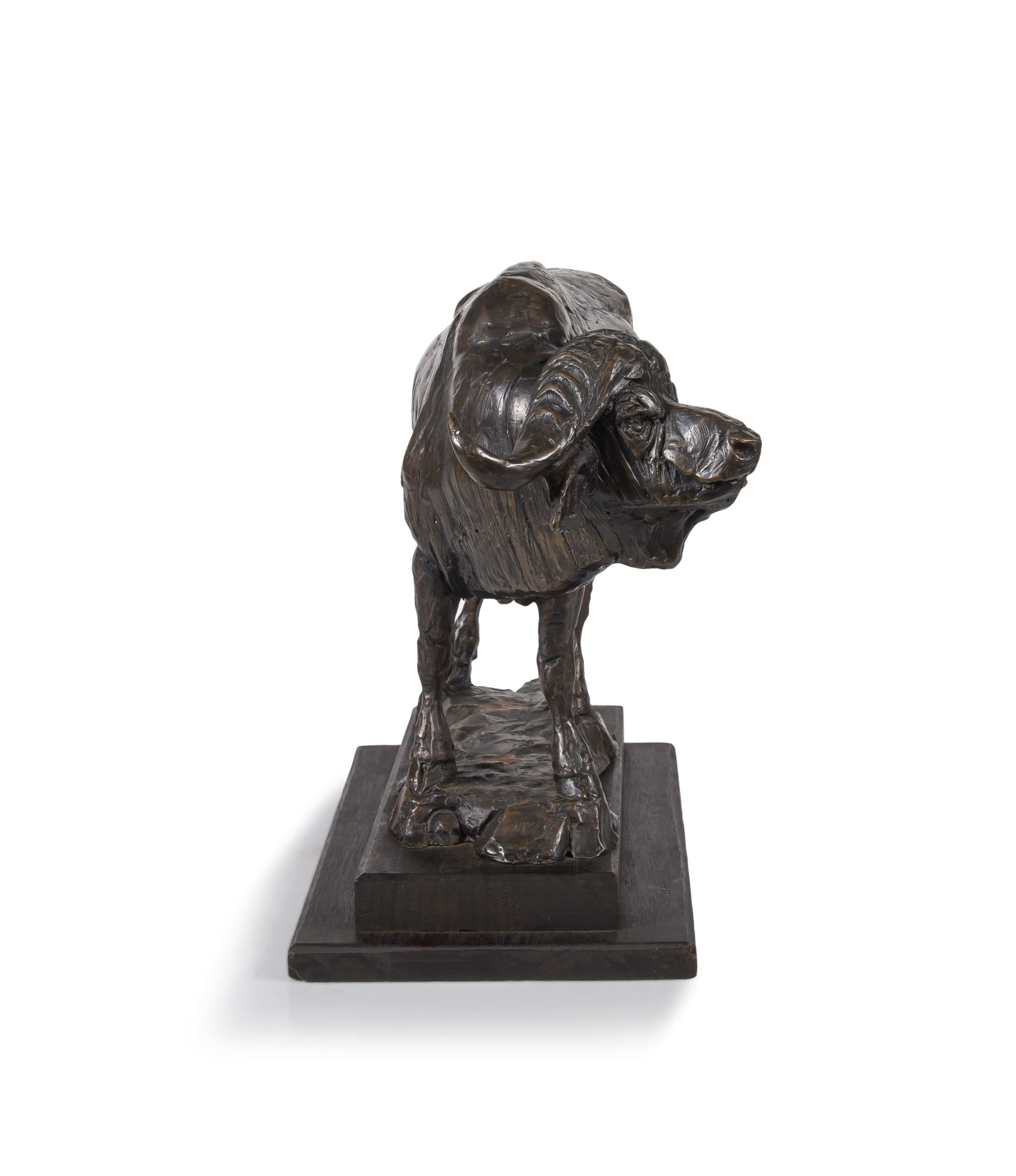 Buffalo by Arend Eloff | Strauss & Co