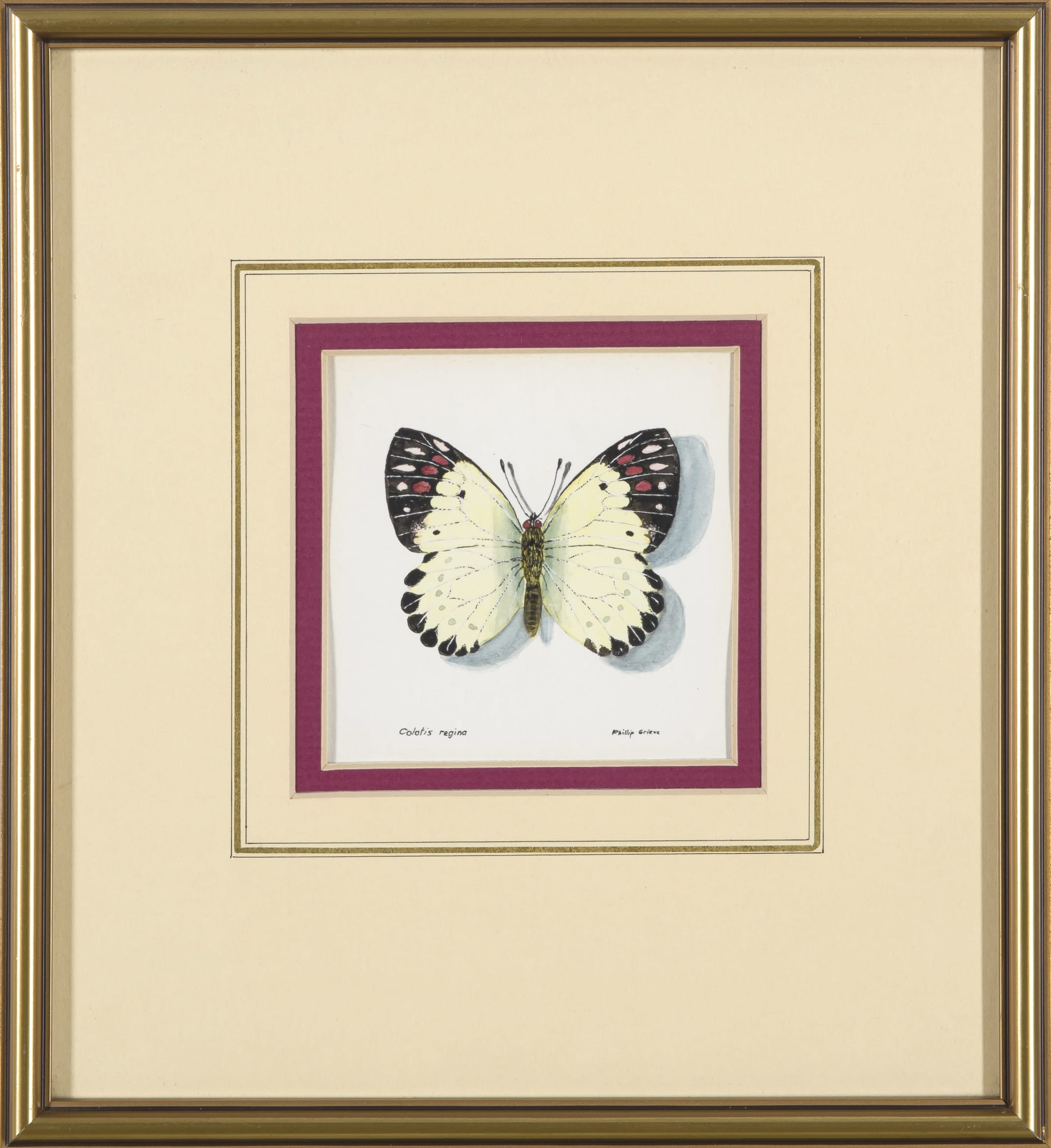 Colotis regina (Queen Purple Tip Butterfly) Artwork by Phillip Grieve ...
