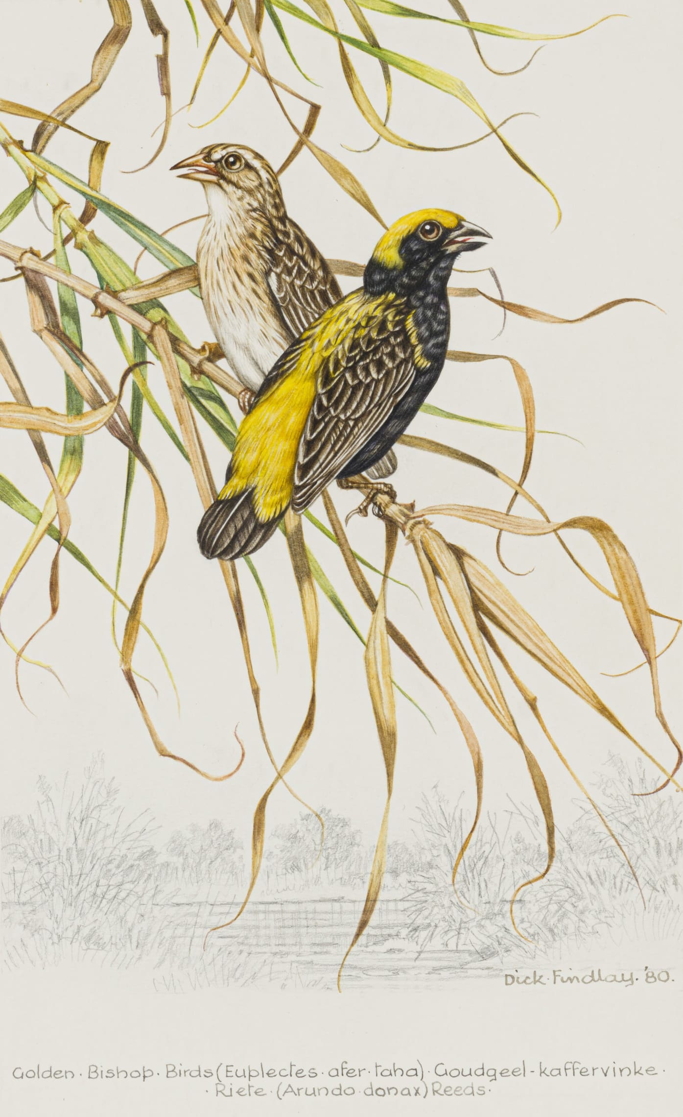 Cape Fly Catchers, two by Golden Bishop Birds by Dick (Richard) Findlay ...