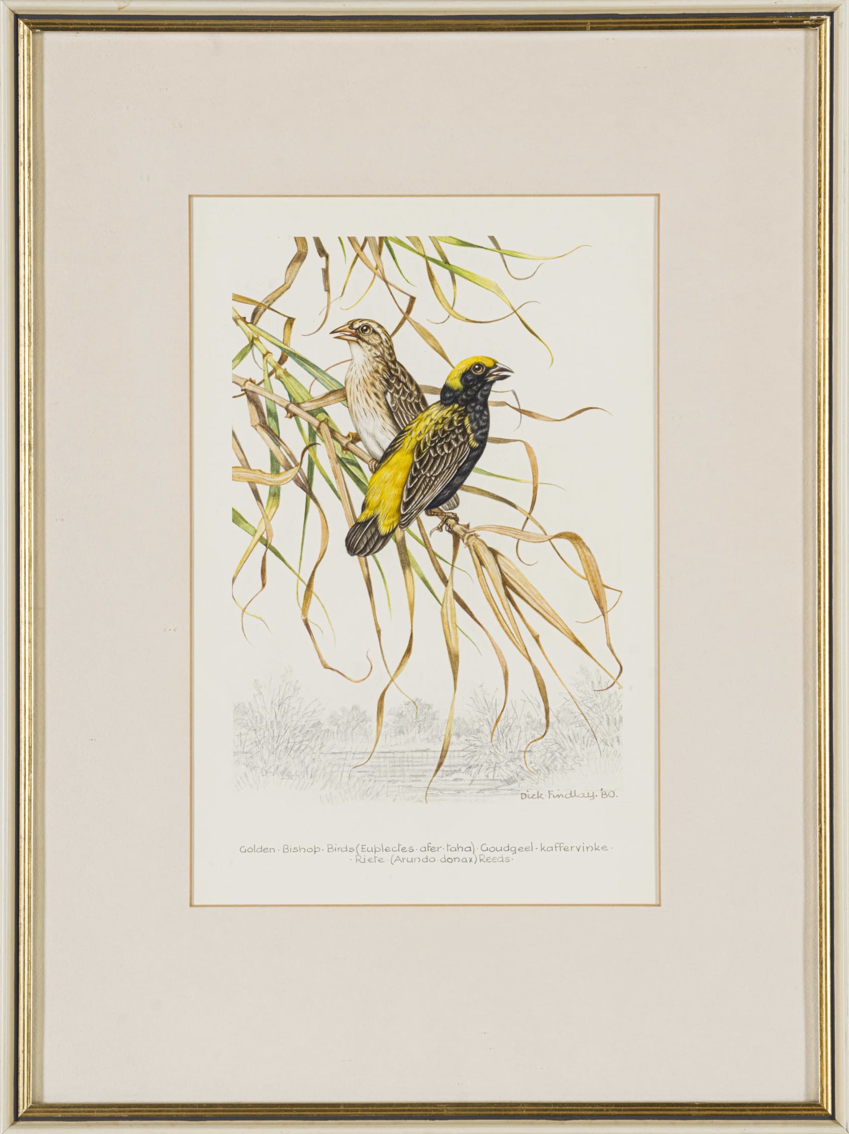Cape Fly Catchers, two by Golden Bishop Birds by Dick (Richard) Findlay ...