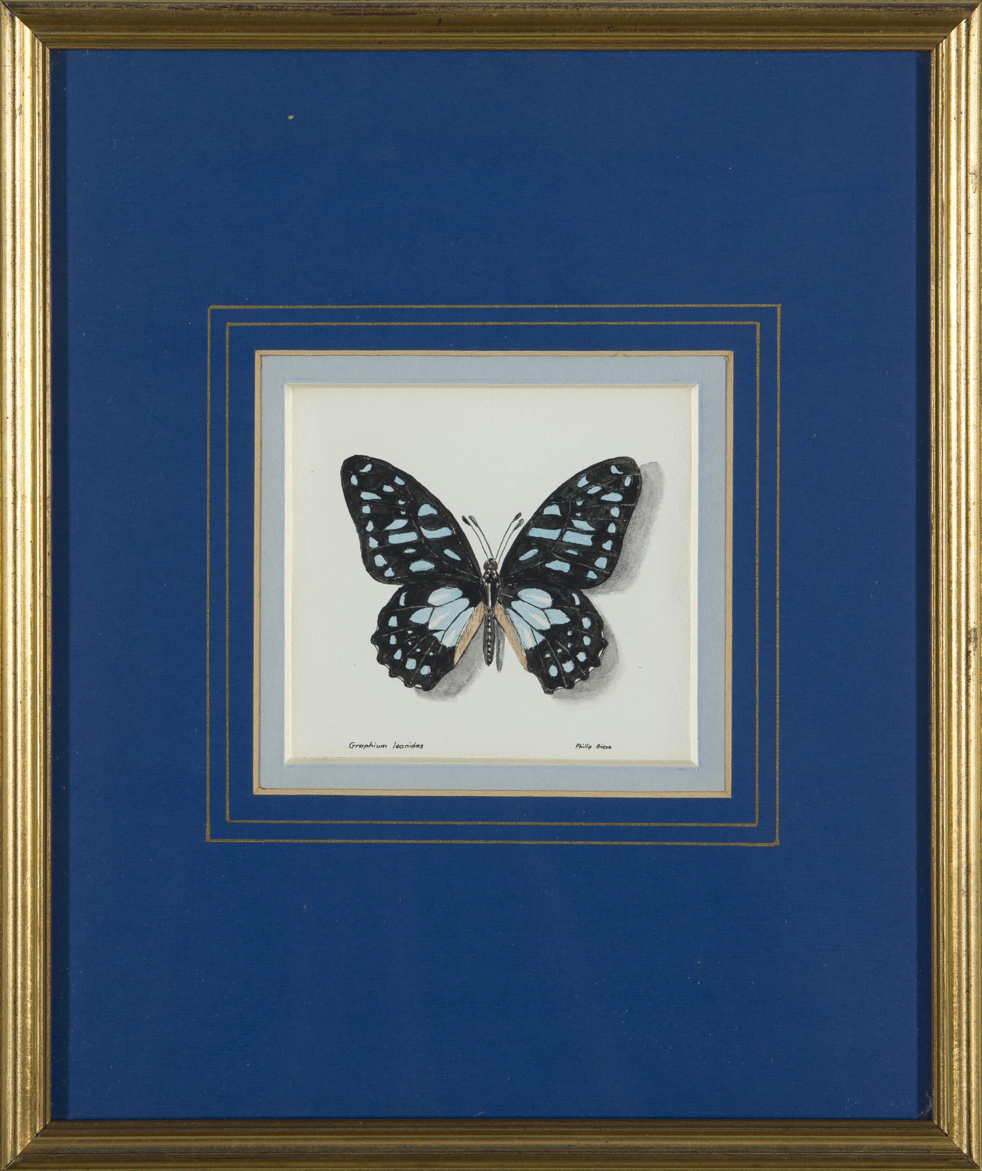 Graphium leonidas (Veined Swordtail Butterfly) Artwork by Phillip Grieve | Strauss & Co