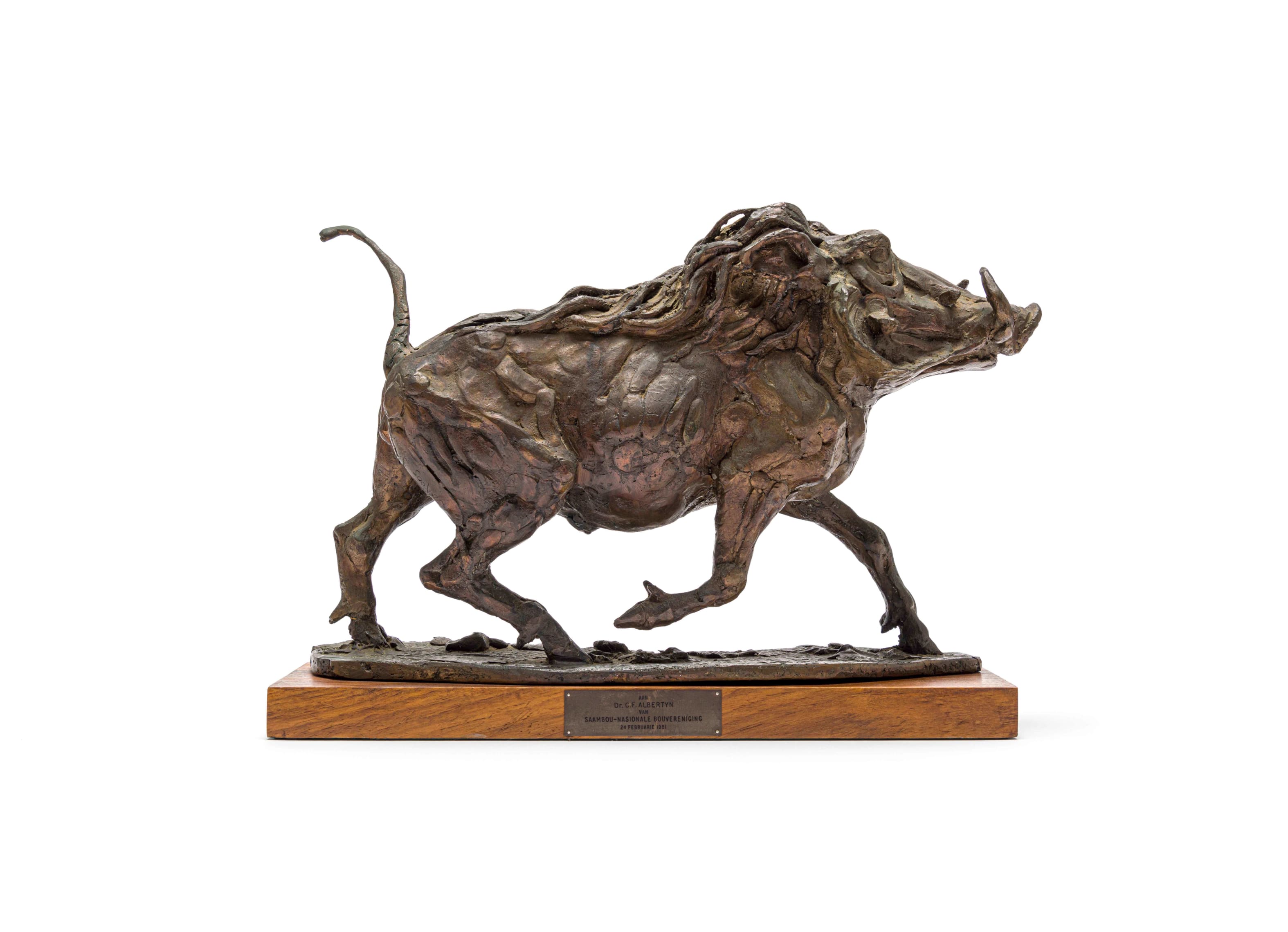 Warthog by Jo Roos | Strauss & Co