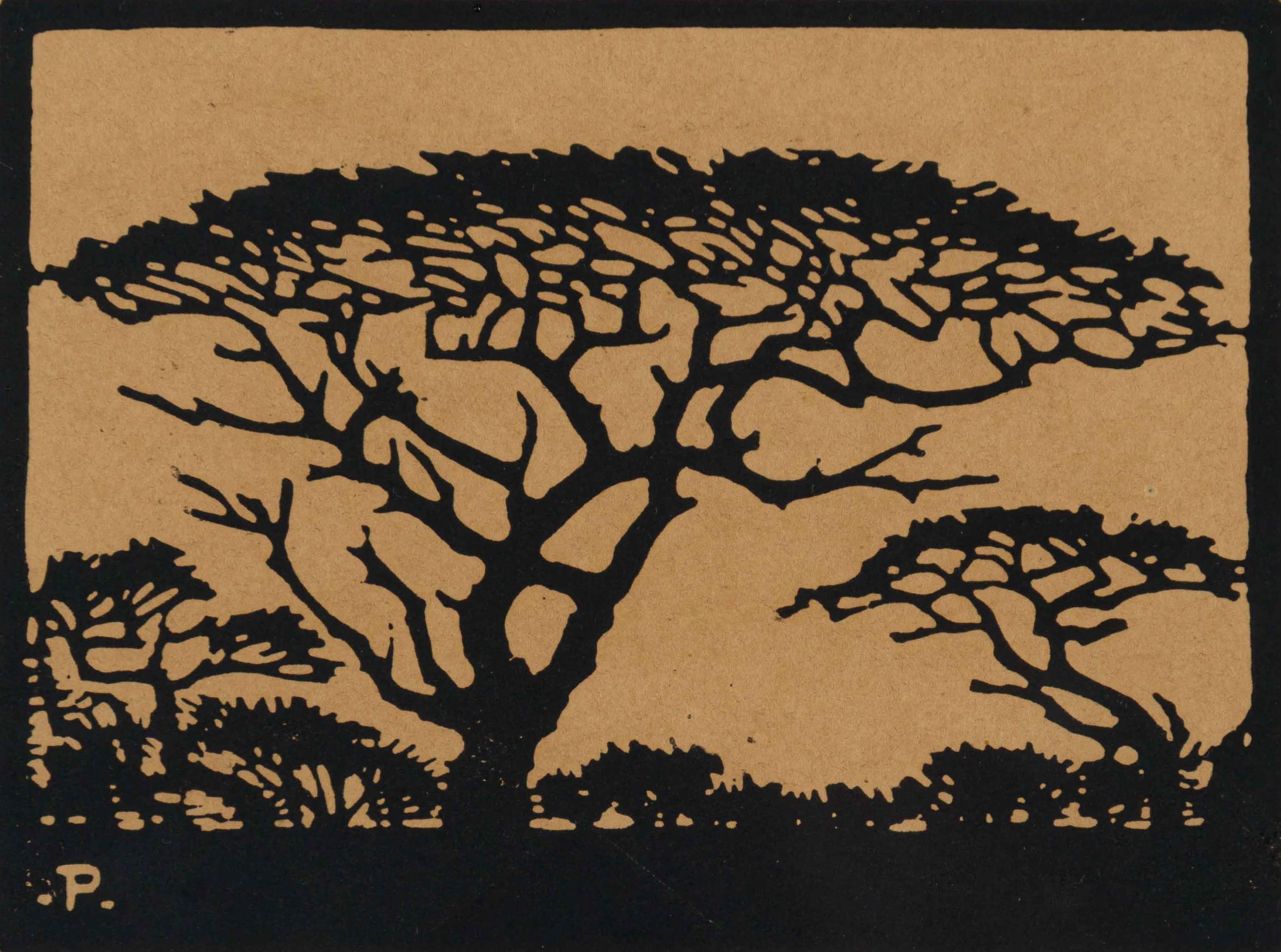 Doringboom, Rustenburg Tvl (Thorn Tree, Rustenburg Transvaal) (Nilant ...