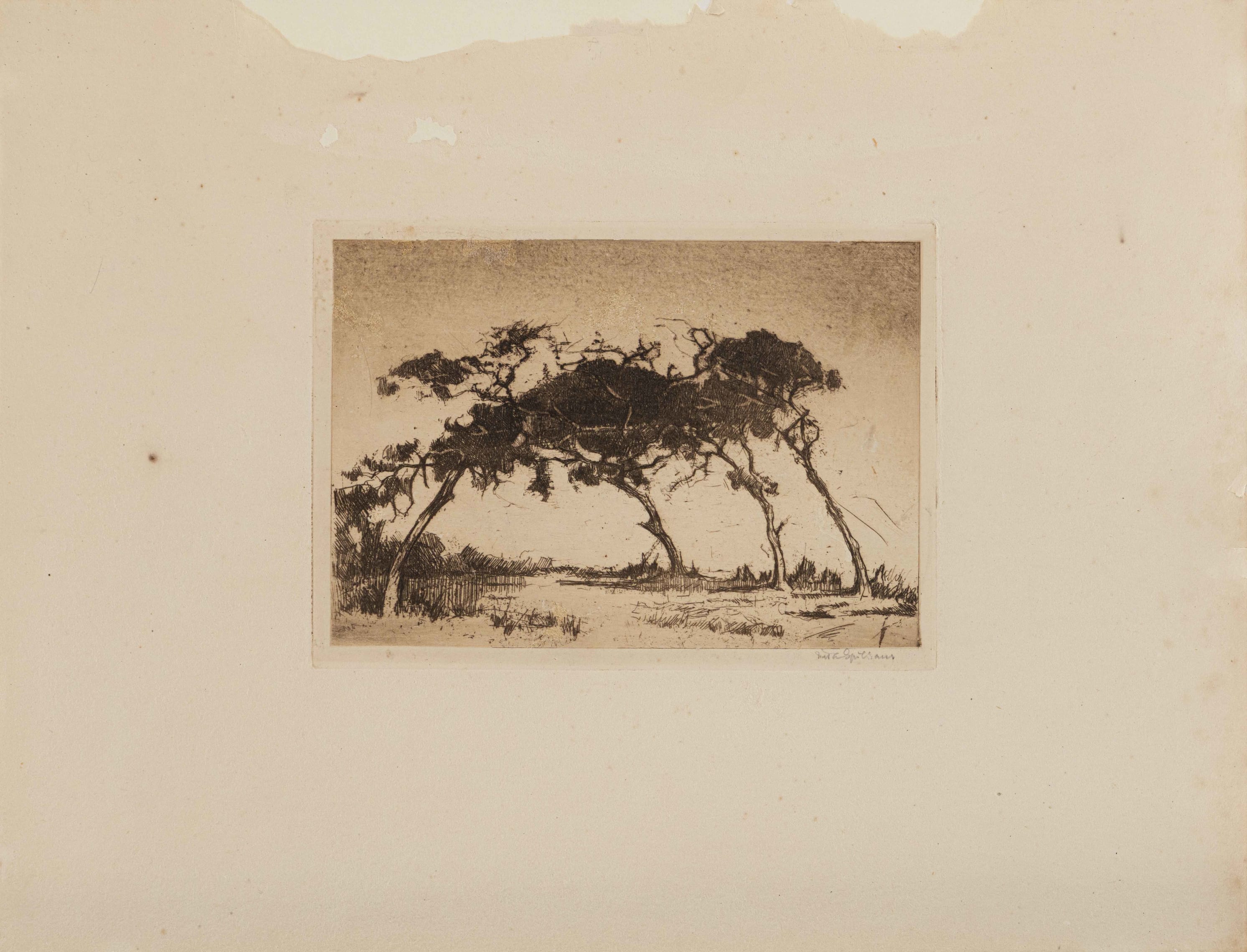 Trees, from the Trees portfolio by Nita Spilhaus | Strauss & Co