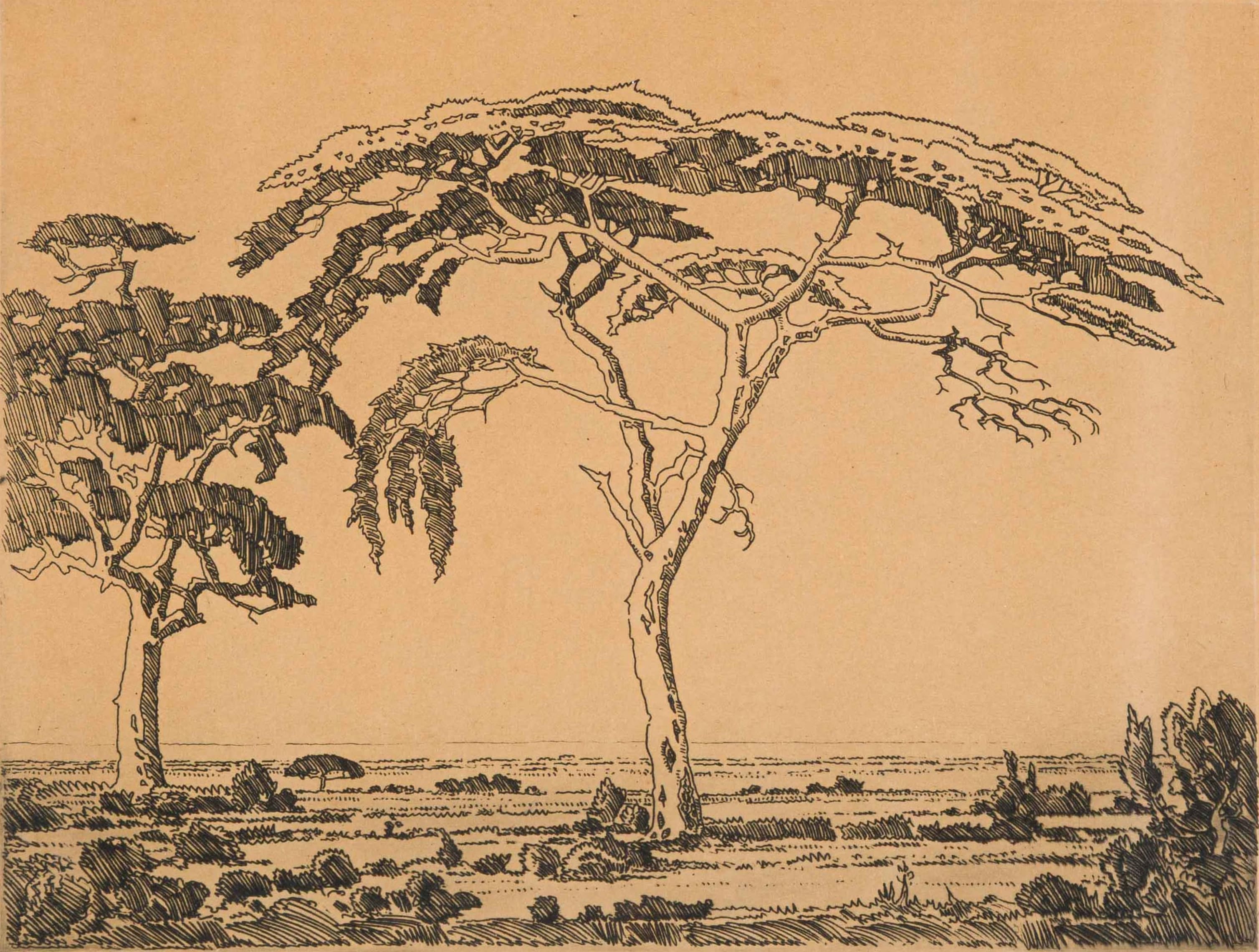 Camelthorn Springbok Flats by Jacob Hendrik Pierneef | Strauss & Co