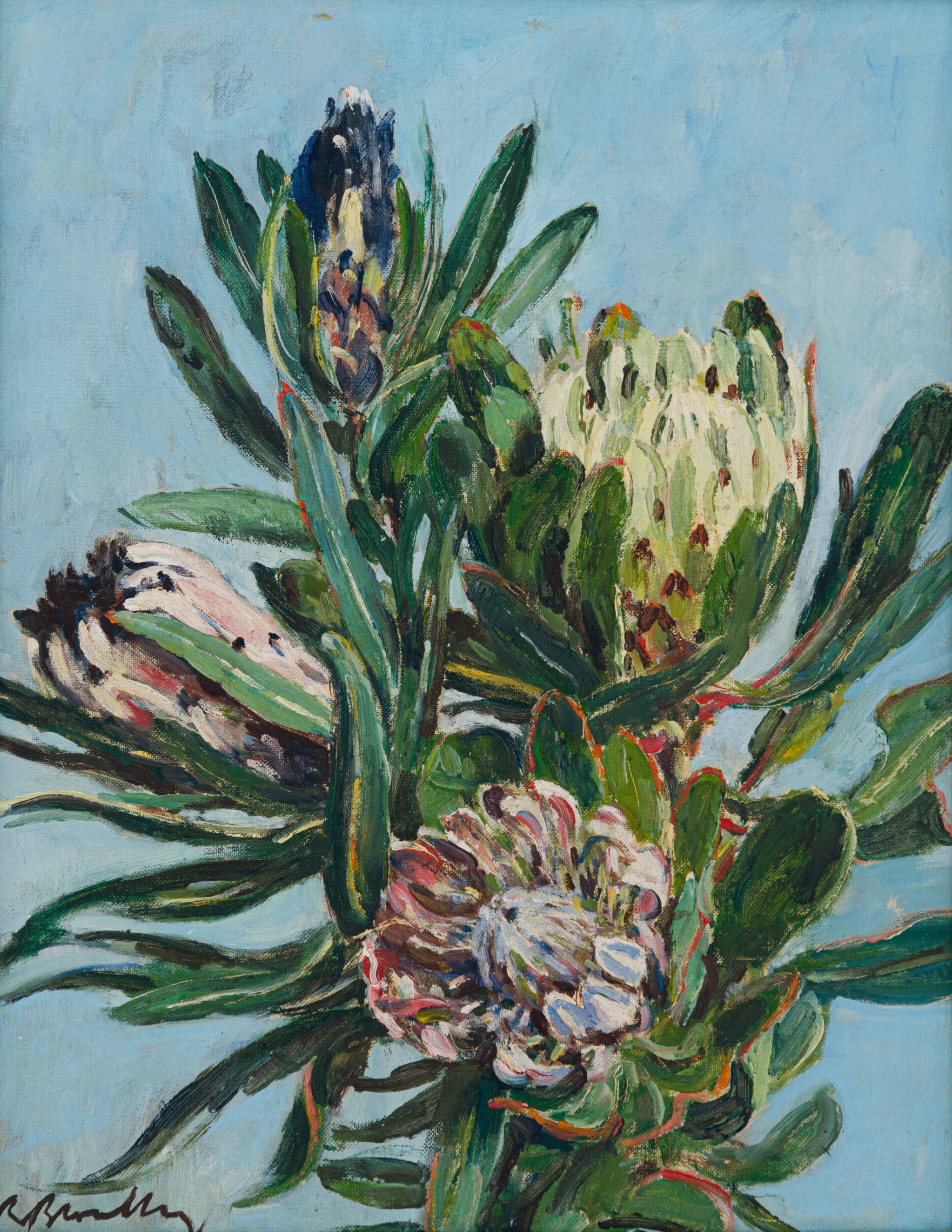 Proteas by Robert Broadley | Strauss & Co