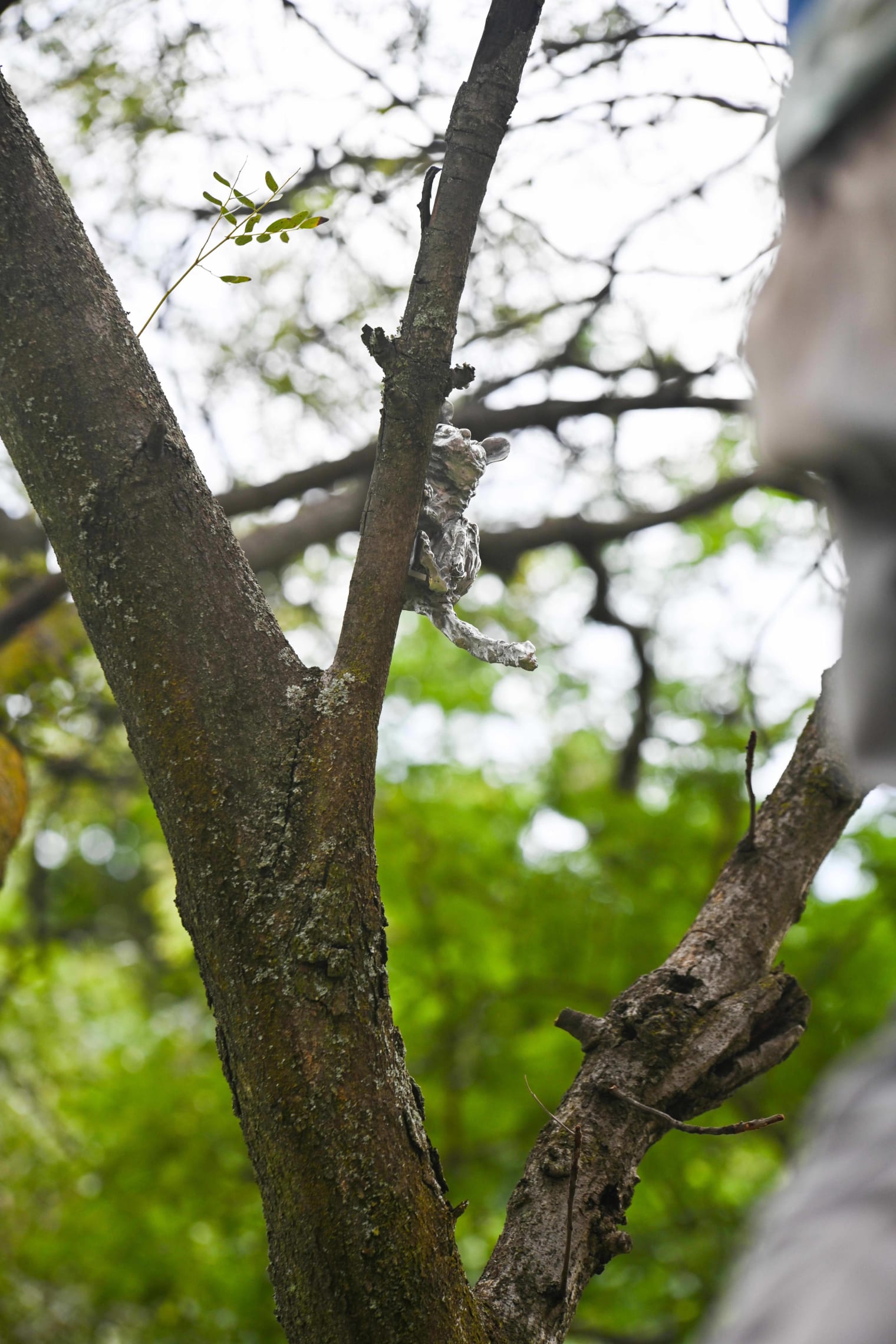 Bush Baby II, The Last Light Series by Stefanie de Beer | Strauss & Co