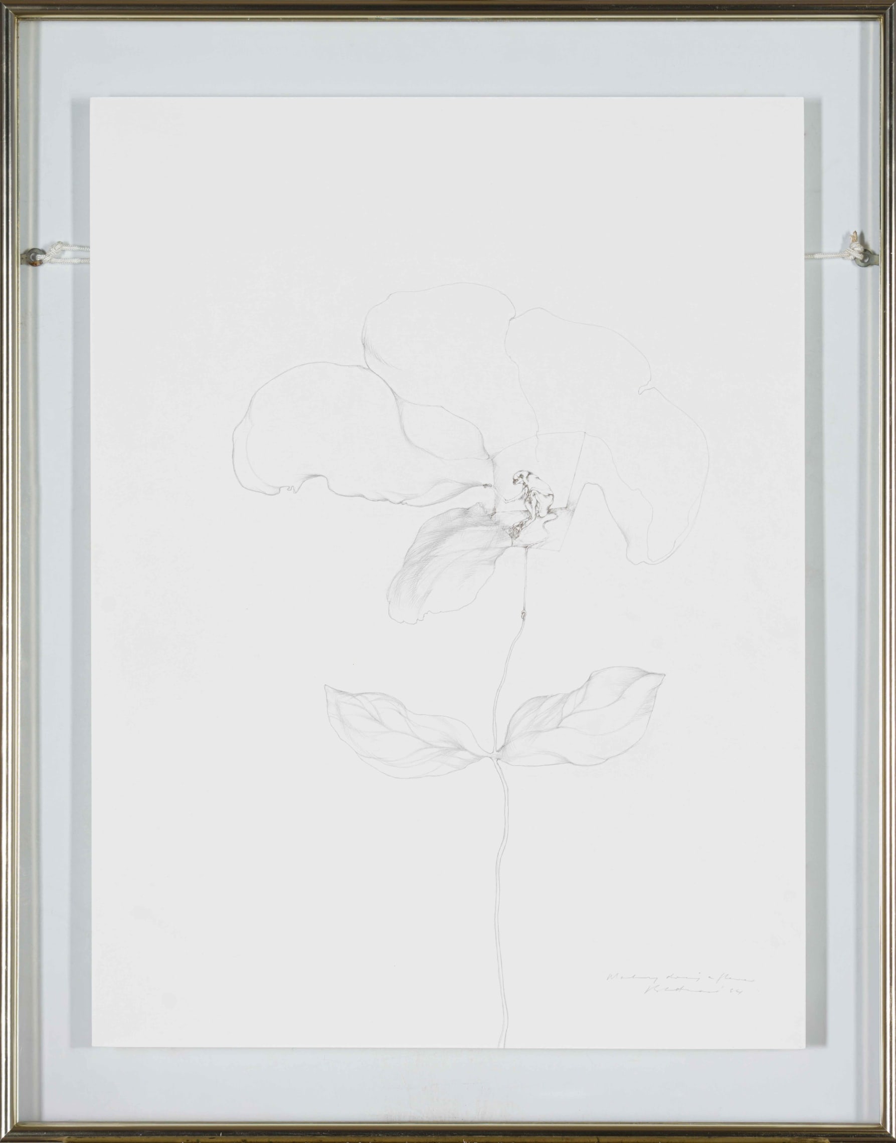 Monkey Touching a Flower by Judith Mason | Strauss & Co