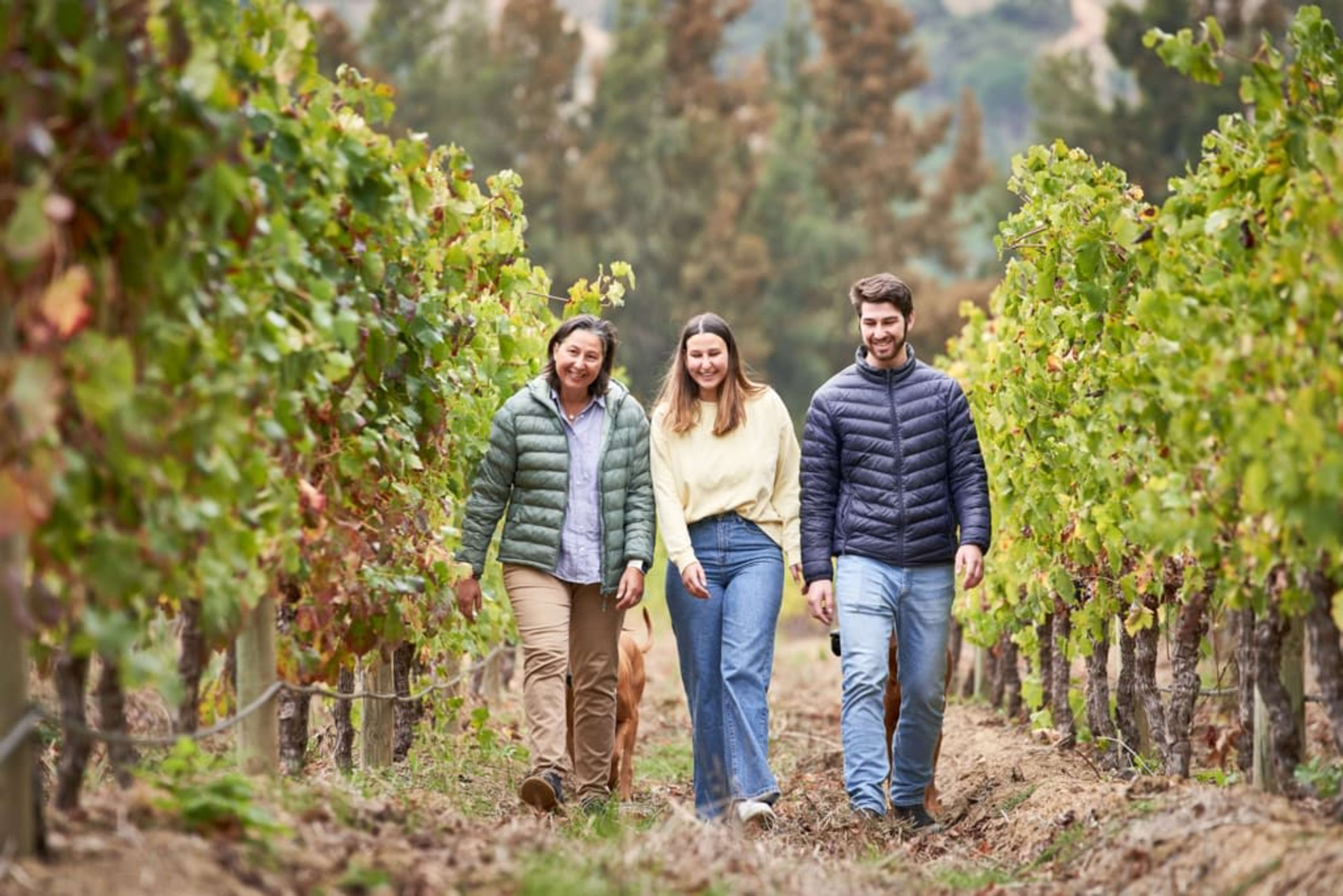 Paradigm 2022 36 (6 x 6) 750ml by Strydom Family Wines | Strauss & Co