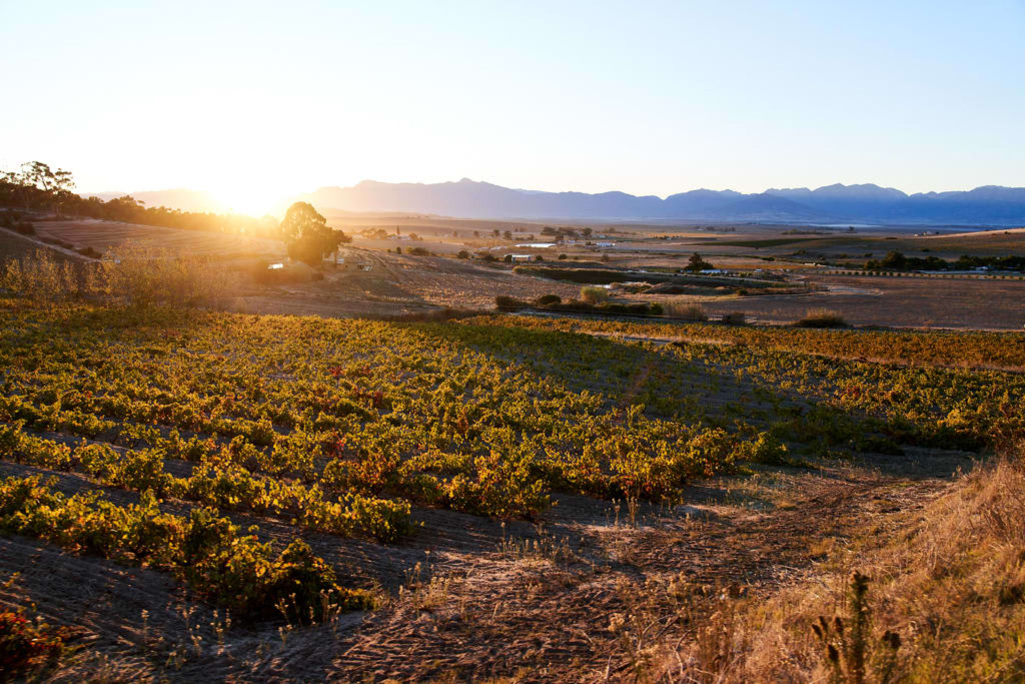 NV Saldanha Pale Dry SEA, SALT, SAND AND WIND 36 (6 x 6) 500ml by The ...